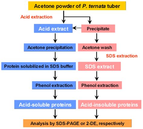 Workflow For Sequential Protein Extraction Protocol Acetone Tissue