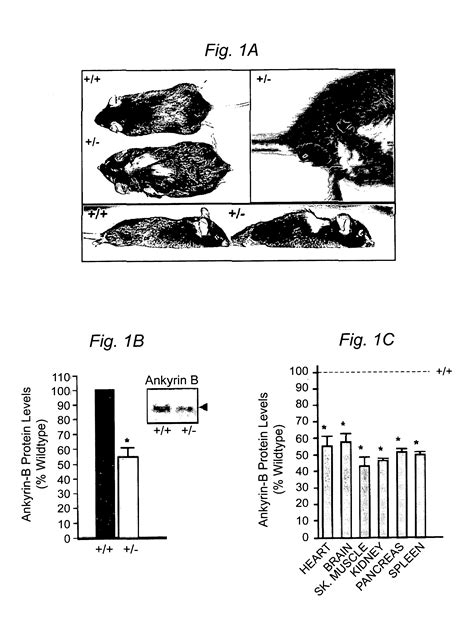 Methods Of Modulating Localization And Physiological Function Of Ip3