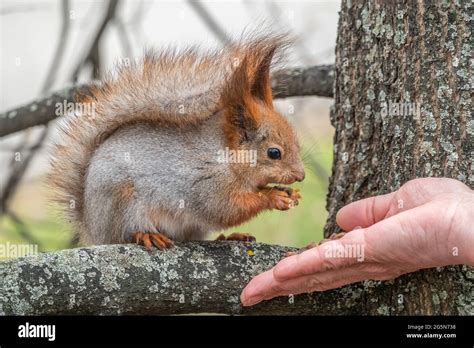 Das Eichhörnchen Im Frühling Oder Herbst Frisst Nüsse Aus Der