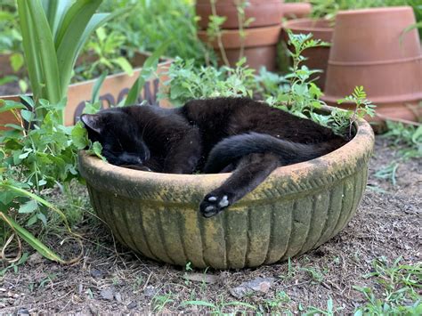 Plant A Catnip Pot Garden And Cat