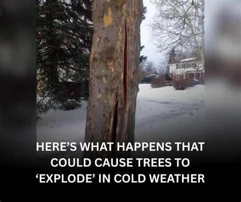 Kplc A Rumor Regarding “exploding Trees” Has Been Circulating Online