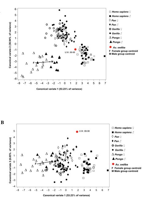 Figure 13 The Foot And Ankle Of Australopithecus Sediba