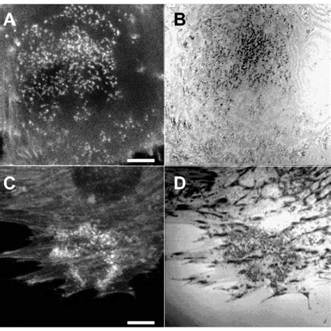 Podosome Rosettes Are Adherent Structures A Observation Of 3t3 Download Scientific Diagram