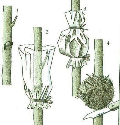 Школа цветоводства Наш дом всегда в цветах | Vegetable garden design ...