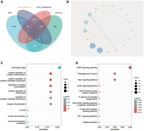 unveiling diabetic nephropathy a novel diagnostic model through single