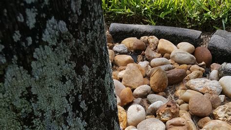 Gandoderma Fungus Is Fatal For Palms And Has Spread Across Florida