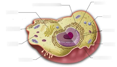 Eukaryotic Cell Structure Diagram Quizlet