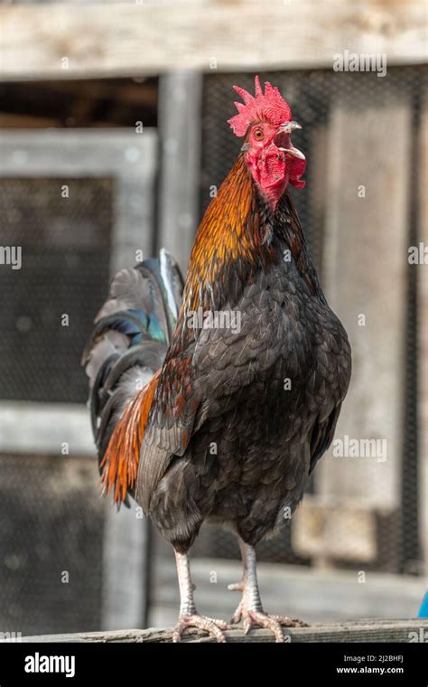 Portrait Of A Rooster Crowing In A Farmyard Educational Farm Alsace
