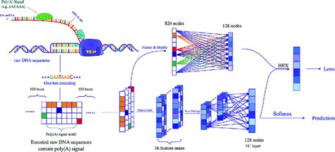 This Figure Illustrates The Architecture Of Polya Dg Each Pair Of Download Scientific
