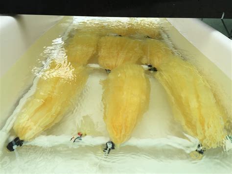 Cost Effective Method Of Extracting Uranium From Seawater Promises