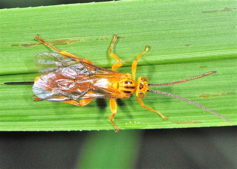 Yellow Ichneumon Wasp Xanthopimpla Sp