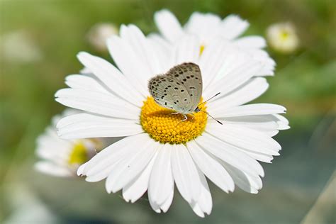 [dp2] 이것이 포비온일까 시그마 Talk