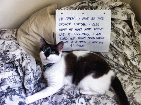 The Funniest Cat Shaming Photos 25 Images