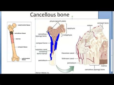 Cancellous Vs Cortical Bone