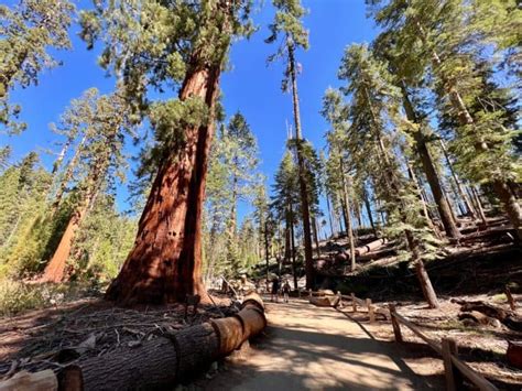 Guide For Visiting Mariposa Grove Of Giant Sequoias In Yosemite