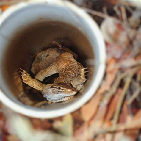 The Pebble Mound Mouse Pseudomys Chapmani Kitchener From The Download Scientific Diagram