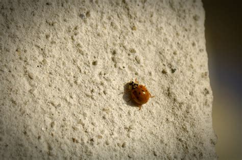 The Ladybug Invasion Week Thirteen Of The Photographic… By Anne