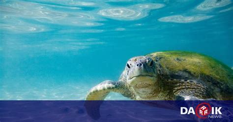 Вкаменелости на морска костенурка с размерите на автомобил откриха в