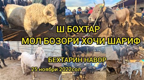МОЛ БОЗОРИ ХОЧИ ШАРИФ Ш БОХТАР БЕХТАРИН НАВОР ДАР 1 СЁМКА 25 ноябри ...