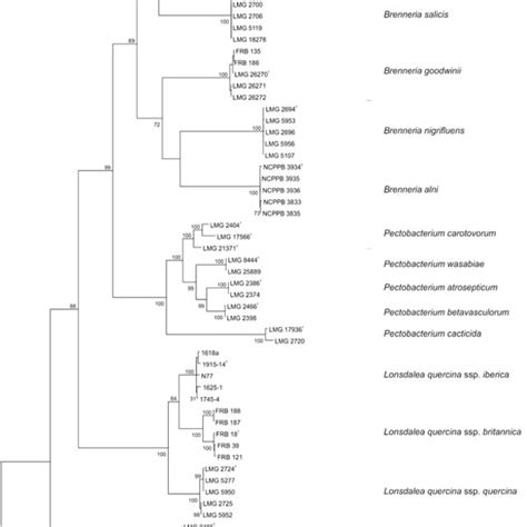 maximum likelihood tree based on concatenated partial gene sequences of