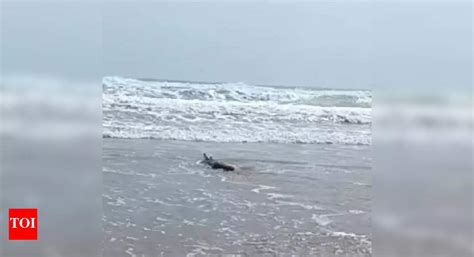 Endangered Gharial Spotted At Siali Beach Panic Among Tourists
