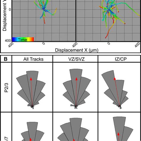 Cortical Plate Directed Radial Migration Of Ferret Neurons Decreases Download Scientific