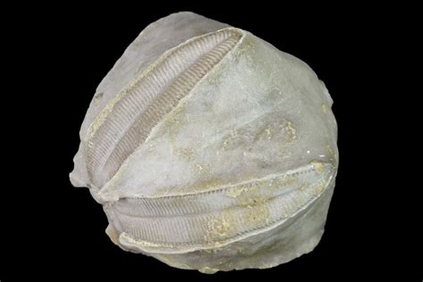 9 Blastoid Pentremites Fossil Tennessee 142101 For Sale