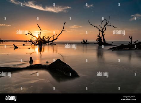 Sunrise Over The Boneyard Beach On Bulls Island South Carolina Bulls