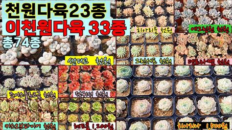 💗1월26일 대소다육 💗천원다육23종이천원다육33종부터 74종 착한가격의아이들 만나보세요 천원의행복이천원의행복착한