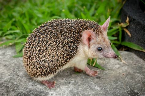 Egyptian Long Eared Hedgehog Info Pictures Behavior And Care Pangovet
