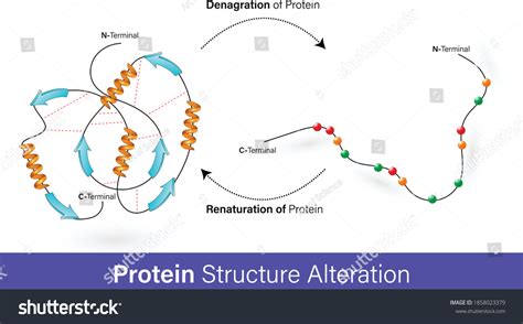 35 Dna Denaturation Stock Vectors Images And Vector Art Shutterstock