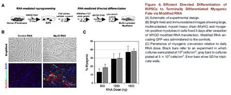 be115 s tissue engineering blog highly efficient reprogramming to