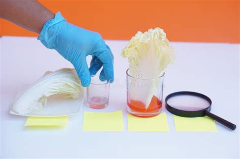 Hand Wear Blue Glove Prepare Equipment For Doing Science Experiment Stock Image Image Of
