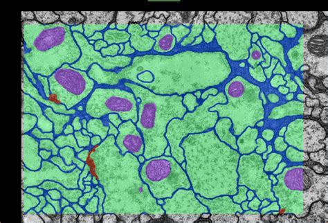 Previewing Training Results
