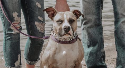 Maddie Katcher And Jared Labelles Wedding Website