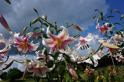 Mansfields Daylilies Across The Galaxy Trimmer 2007 3 Df