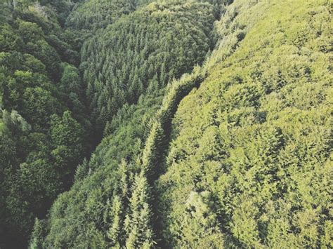 Forest Transition Images Free Download On Freepik