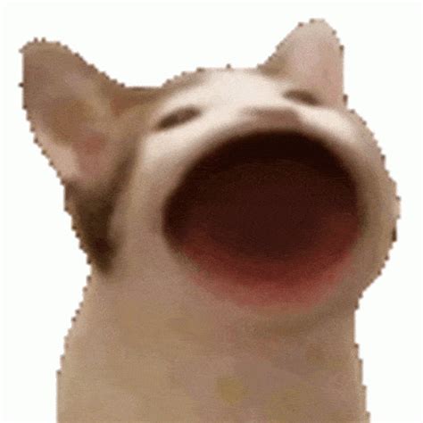 Pop Cat S Cen