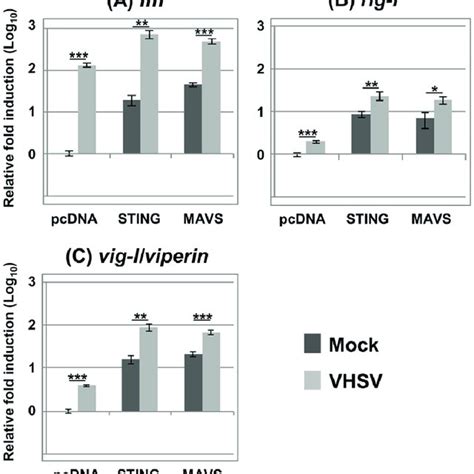 Overexpression Of Sting Induced Ifn And Isg Expression Epc Cells Were
