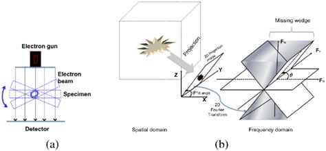 Figure 1 From Shape Based Regularization Of Electron Tomographic