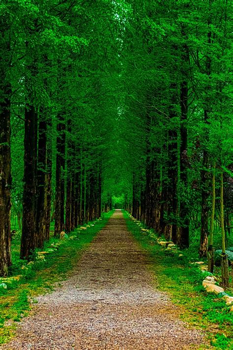 숲 이 고요 한 오솔길 이 산뜻 하 다 배경 배경 화면 및 일러스트 무료 다운로드 Pngtree