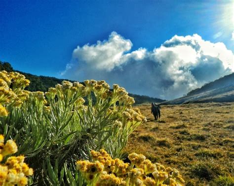 11 Hal Menarik Di Gunung Gede Pangrango Yang Bisa Lo Ketahui Superlive