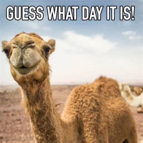 Mansi Garg On Linkedin Midweekmotivation Yougotthis Wednesdaywisdom