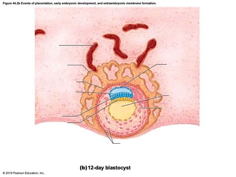 Lesson 11 Events Of Placentation Early Embryonic Development And