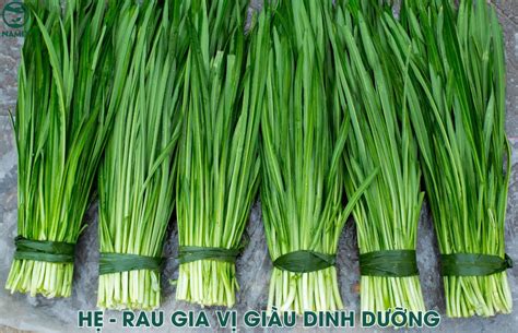 Cách Trồng Hẹ Xanh Tốt Mơn Mởn Thu Hoạch Nhanh