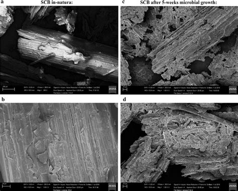 Targeted Metatranscriptomics Of Compost Derived Consortia Reveals A Gh11 Exerting An Unusual Exo