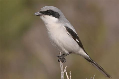 Loggerhead Shrike Facts Habitat Diet Life Cycle Pictures