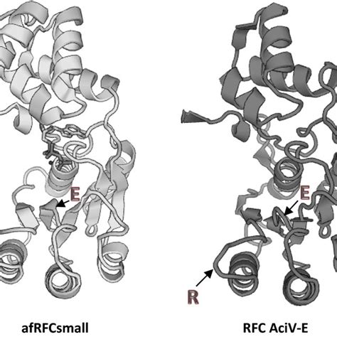 Alignment Of Various Viral And Eukaryotic Replication Factor C Rfc Download Scientific