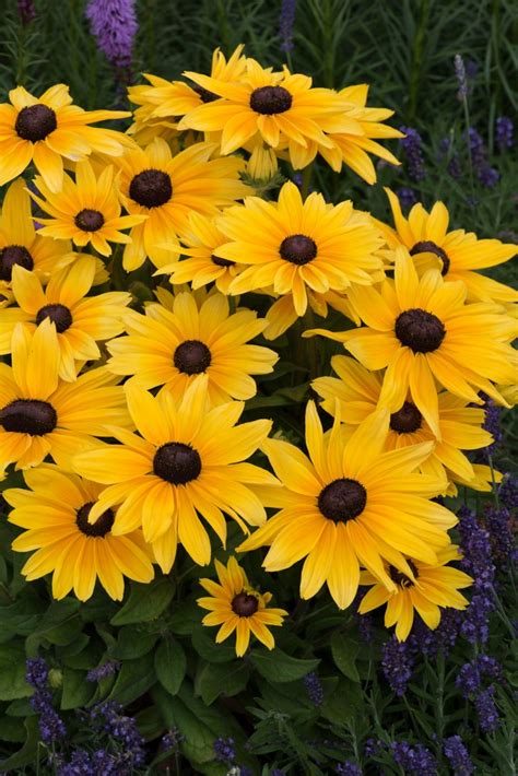 Rudbeckia Sunbeckia Carolina ‘sunbeckia® Ophelia Rudbekia Aadzq