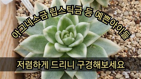 12월 28일 금아이들 다양하게 구경해보세요 엄청 예뻐요 다육이금 다육 다육이 다육식물 다육이키우기 금다육 금다육이